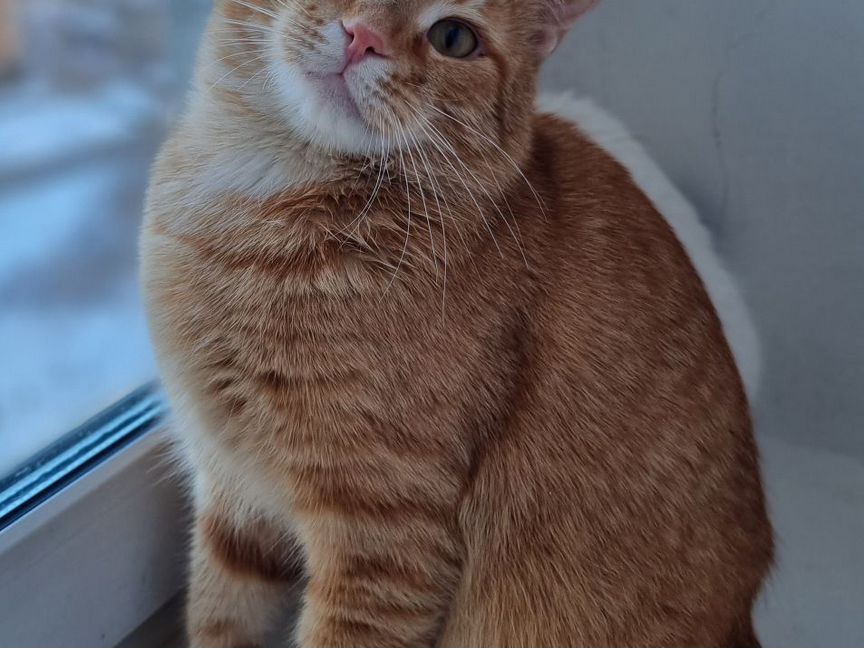 Рыжий ласковый кот
