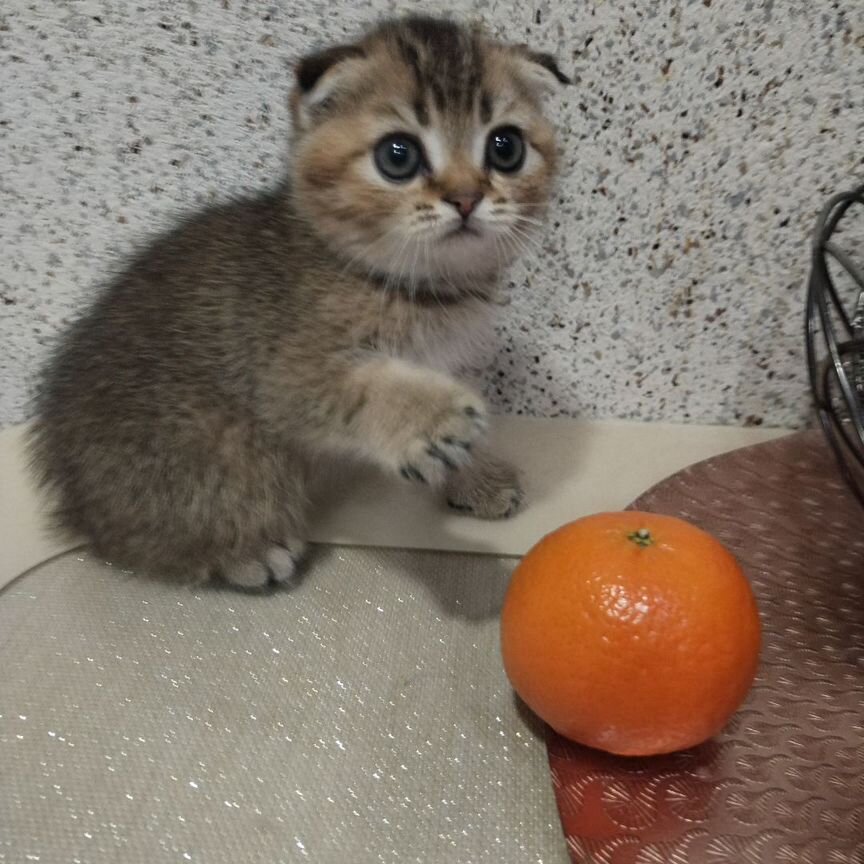 Кошечка фолд золотая шиншилла. Доставка