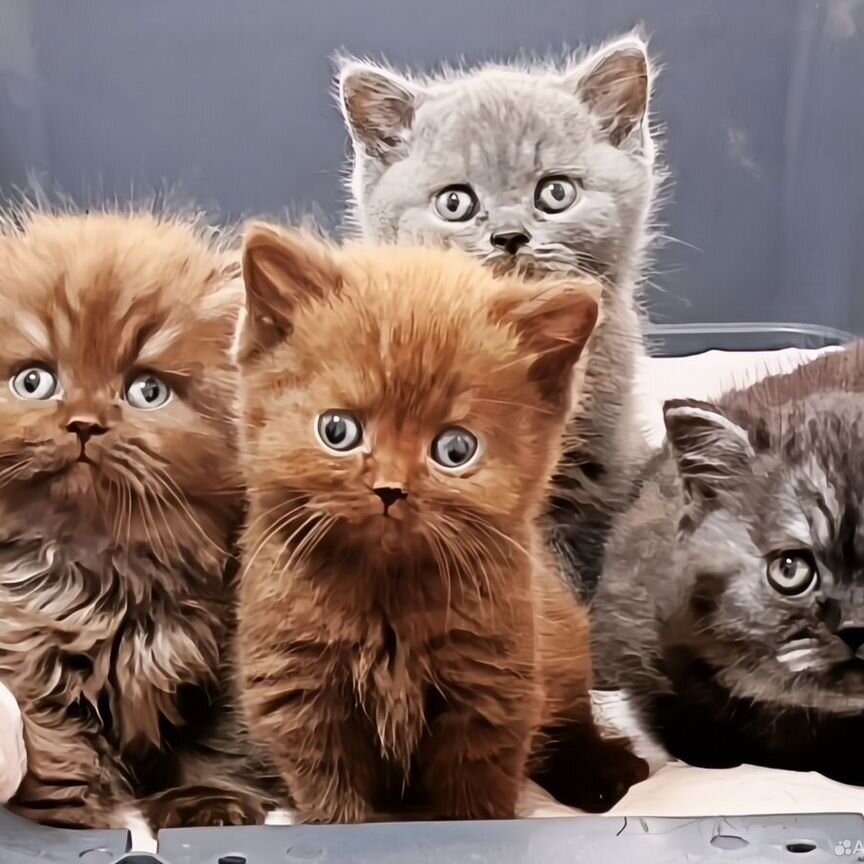 Британский короткошёрстный котёнок