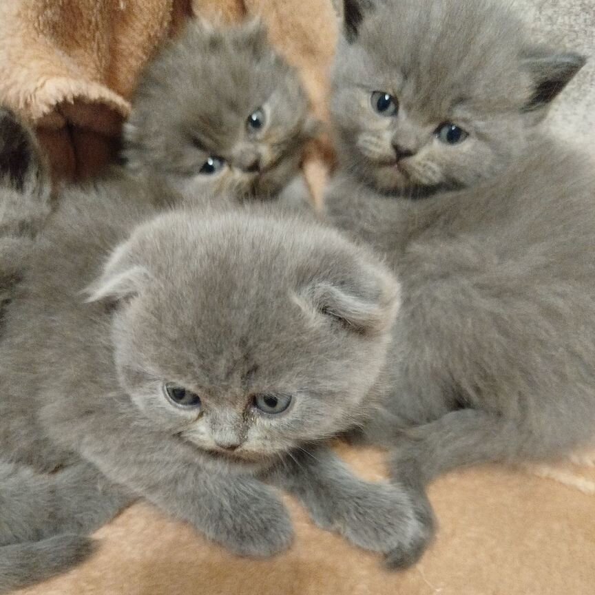 Шотландский прямоухий короткошёрстный котёнок