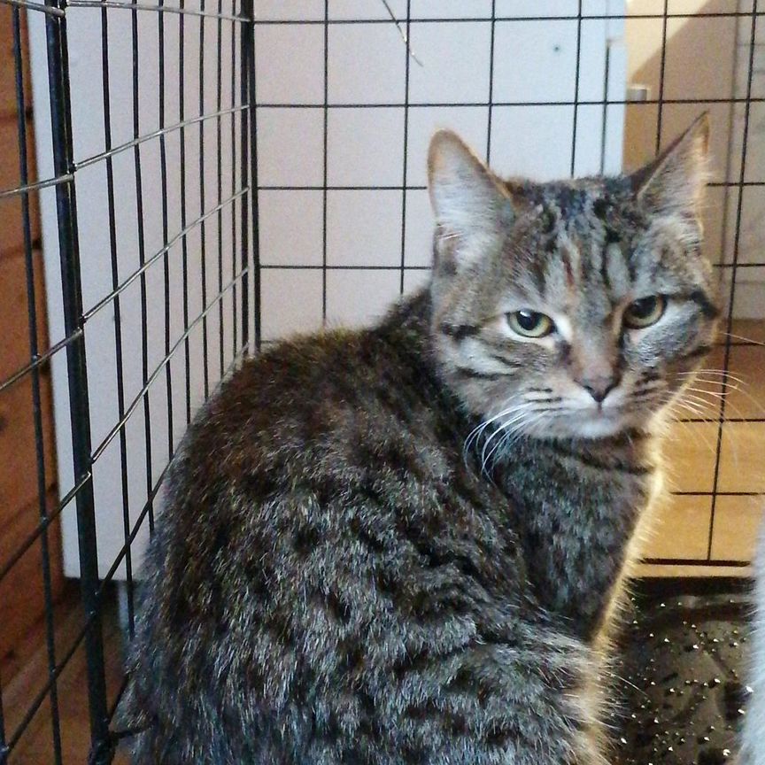 Отдам кошечку в добрые руки