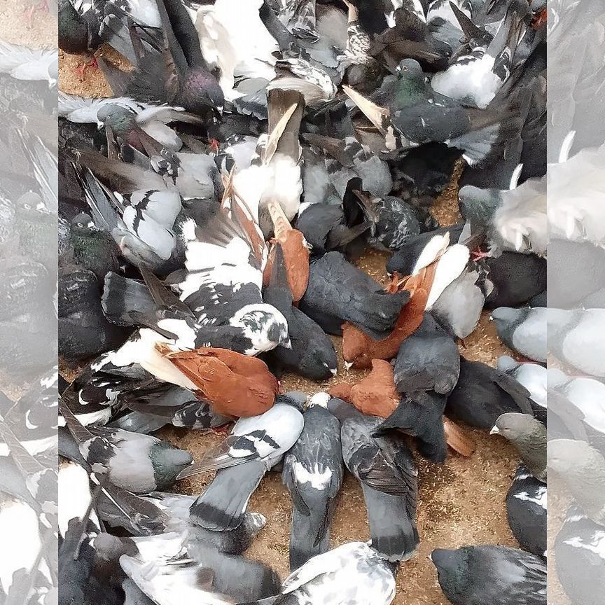 Голуби николаевские бабочки