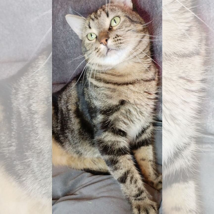 Особенный котик
