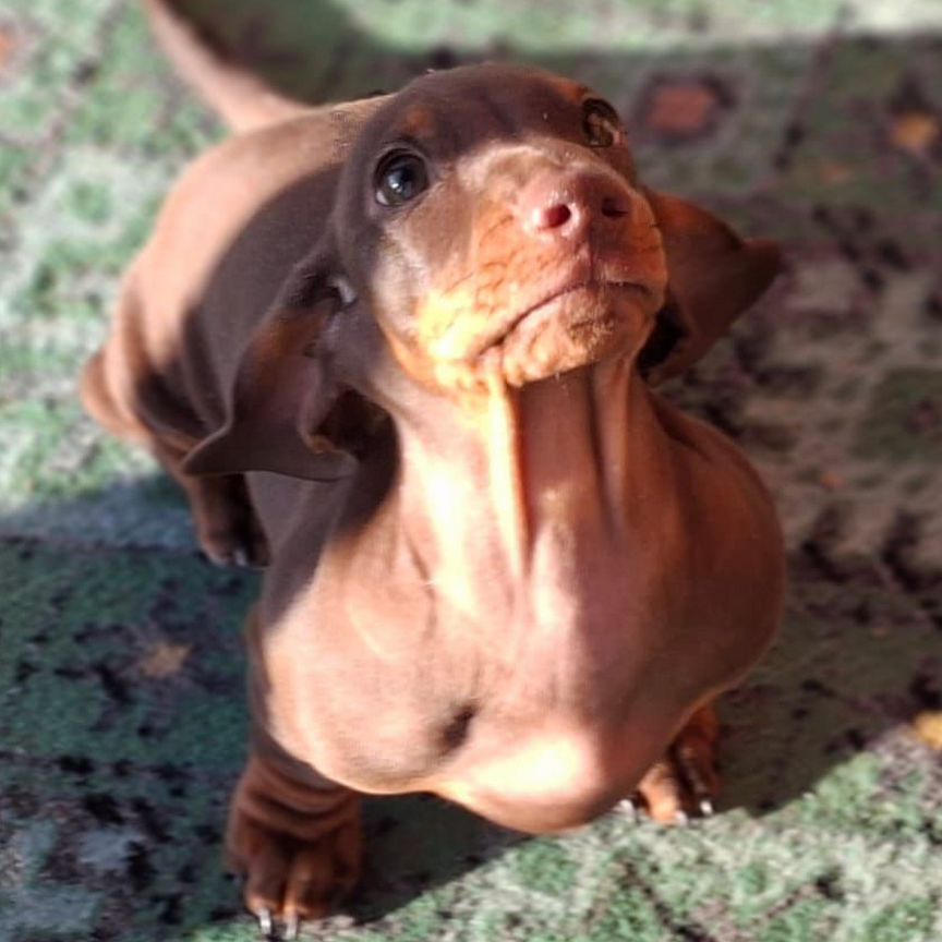 Такса, щенок