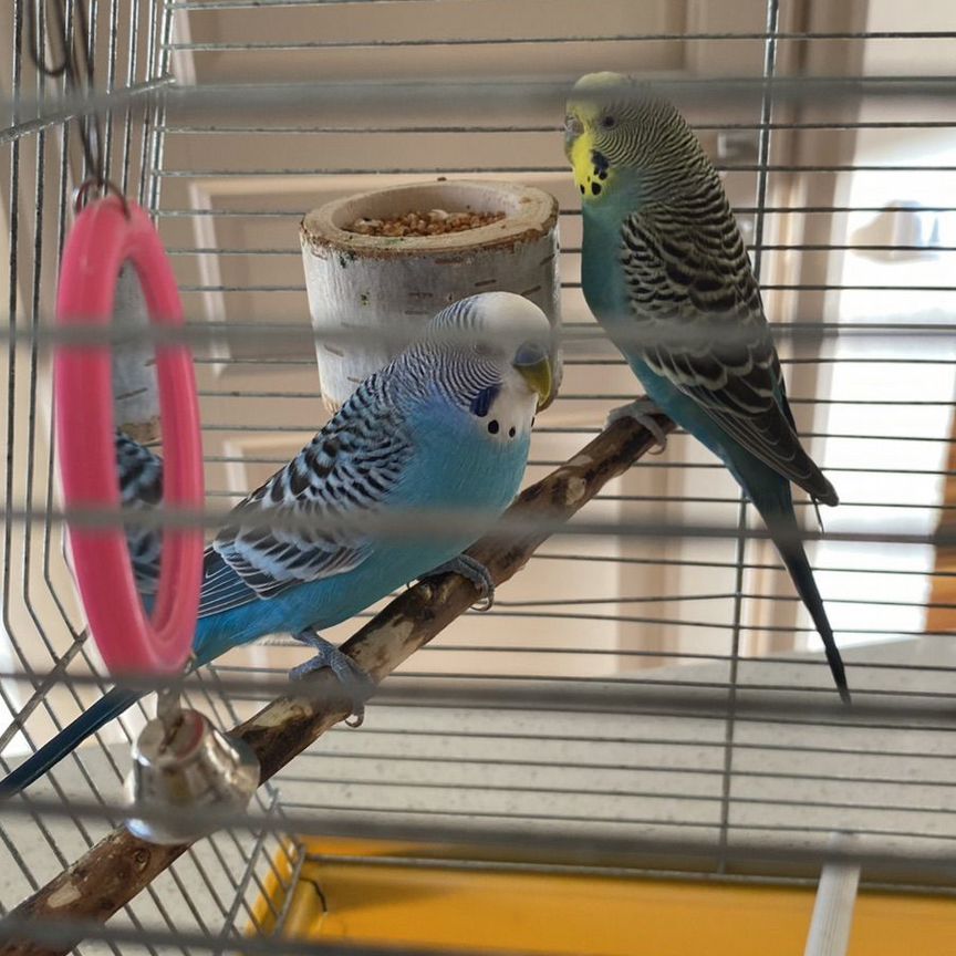 Бронь Волнистые попугаи цена за все