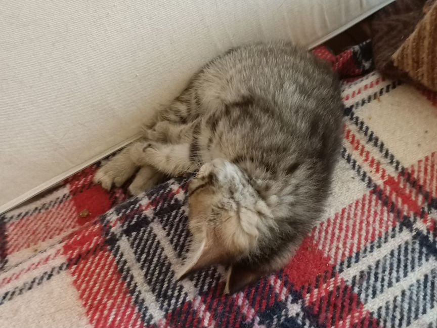 Котята