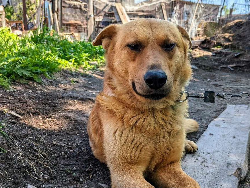 Хороший пёс в дар
