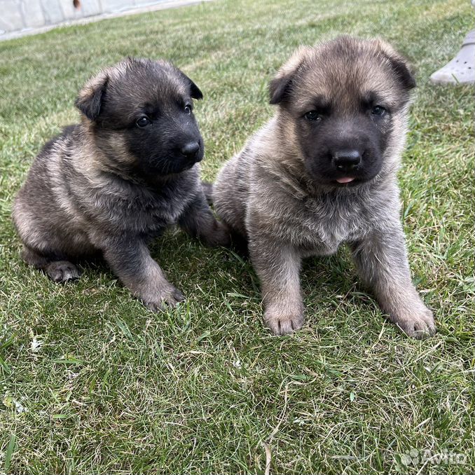 Собака Восточноевропейская овчарка