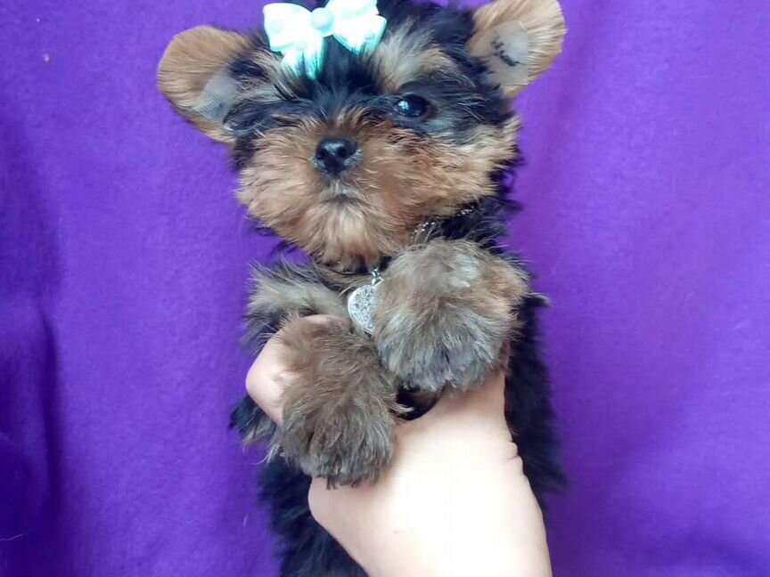 Крошка йорочка