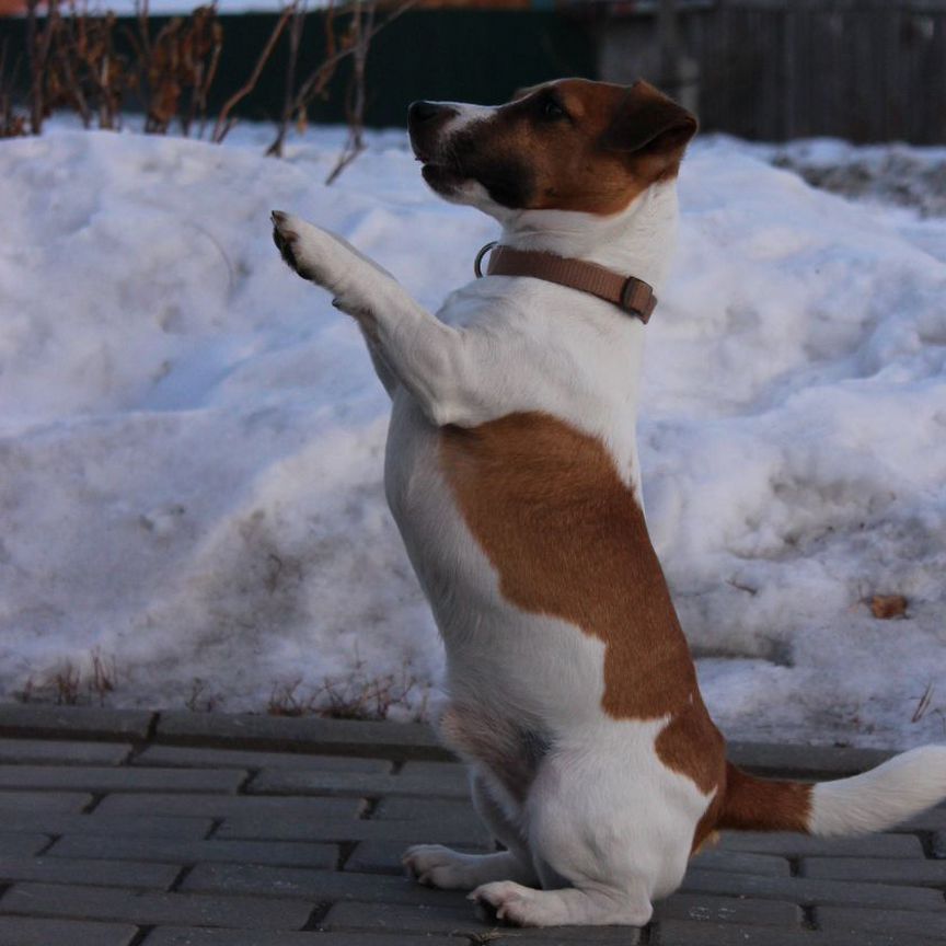 Джек-рассел-терьер, взрослый пёс