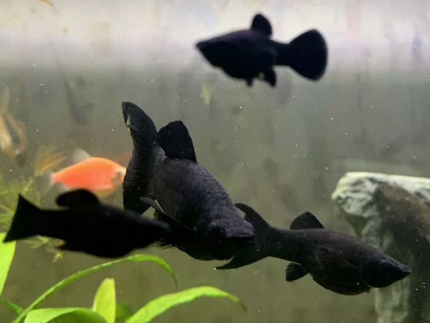 Моллинезия лира