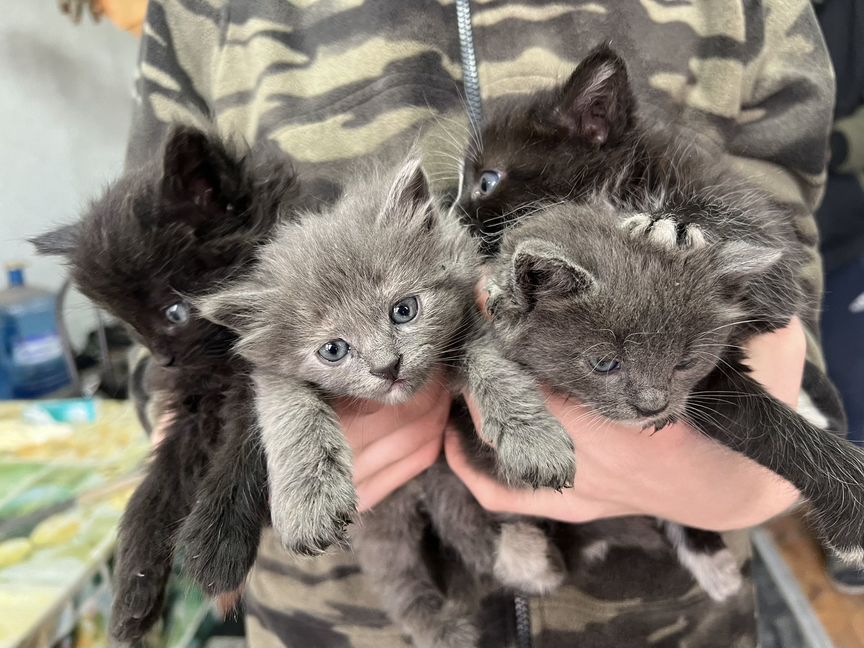 Котята в добрые руки бесплатно