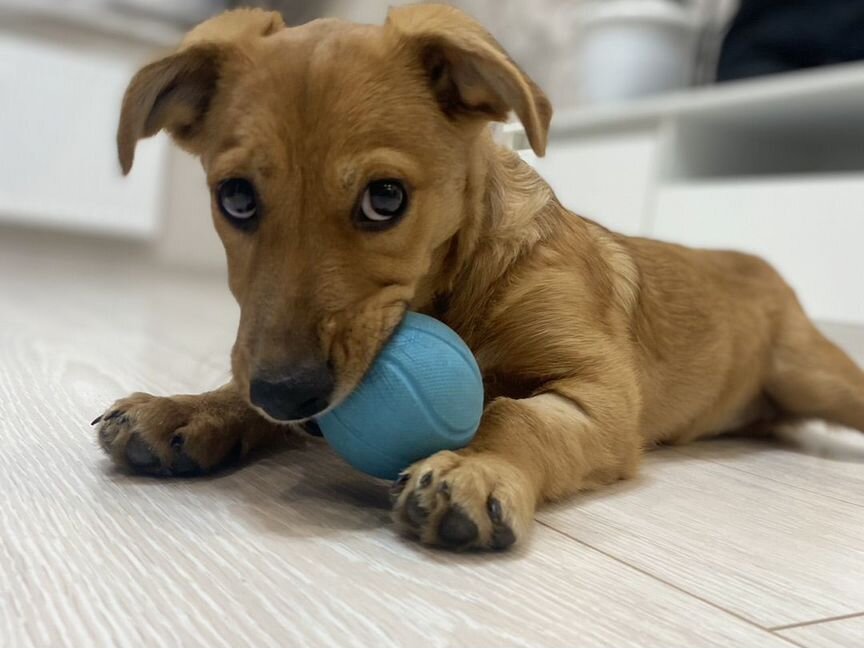 Щенок в добрые руки