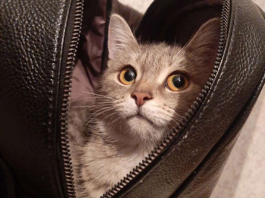 Отдам бесплатно британскую кошечку