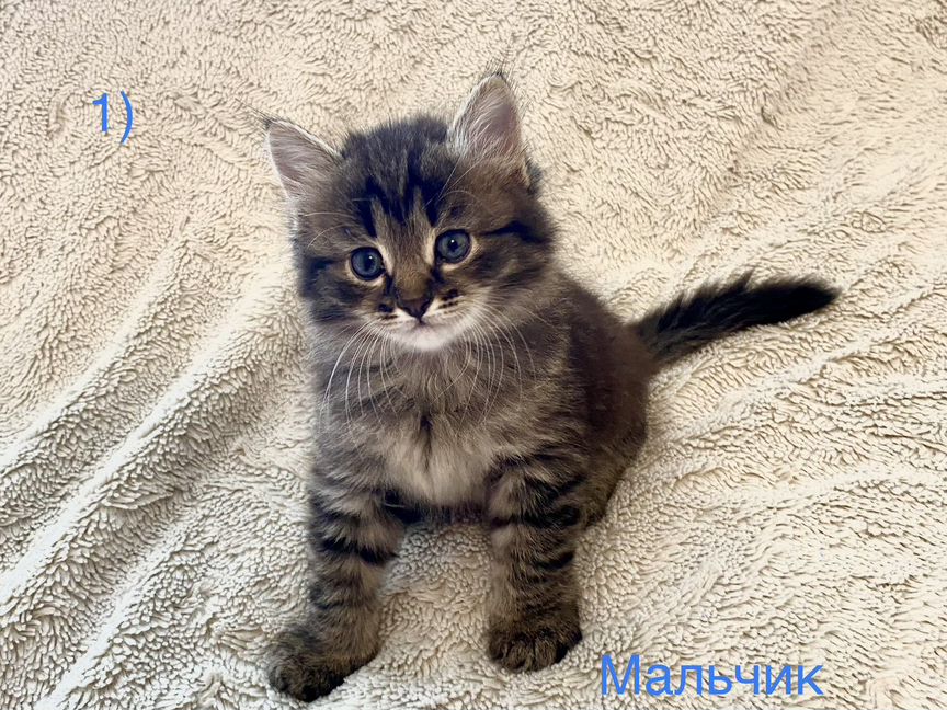 Котята