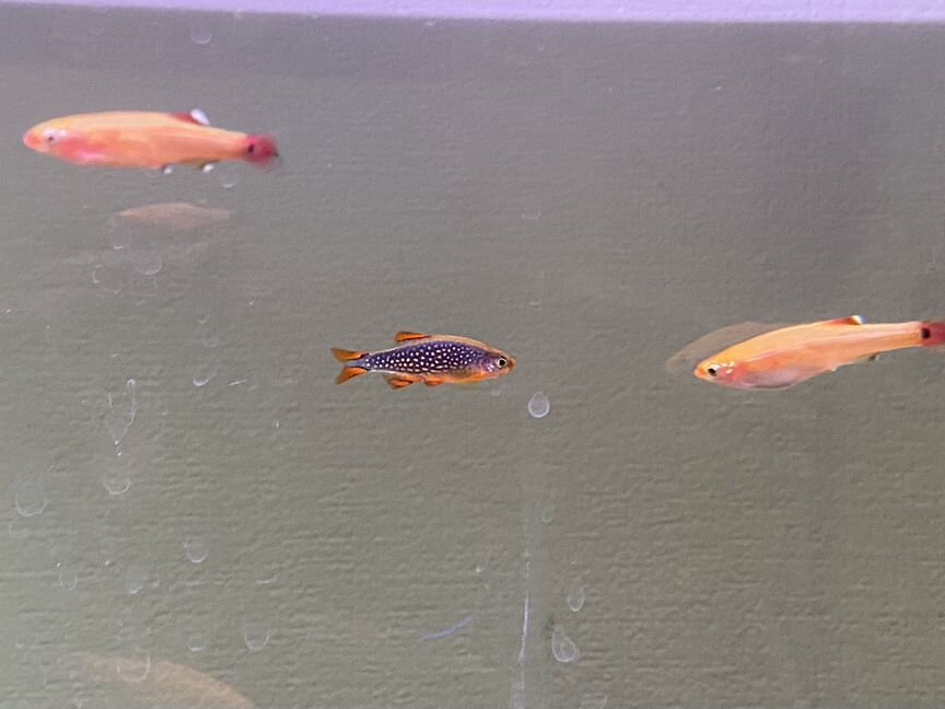 Микро расбора галактика