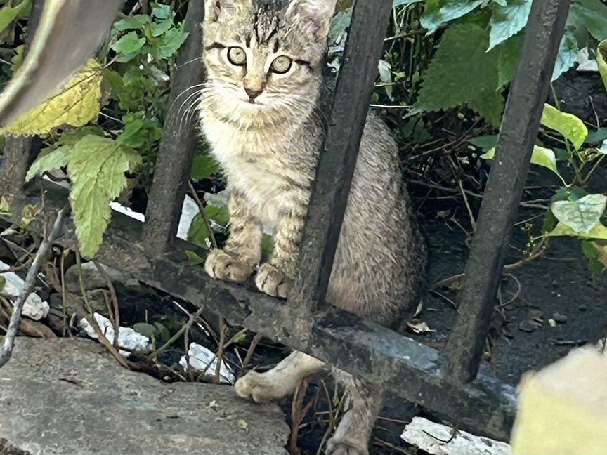 Малыши нуждаются в доме