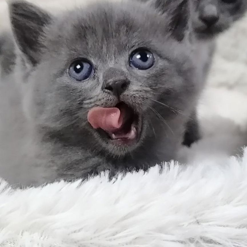 Полубританские котята