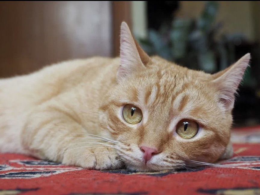 Рыжик. Солнечный котик в дар