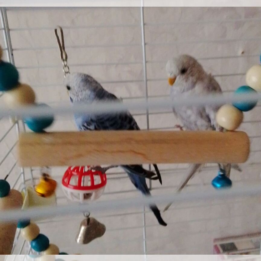 Волнистый попугай