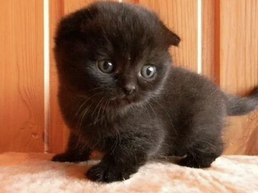 Шотландская вислоухая