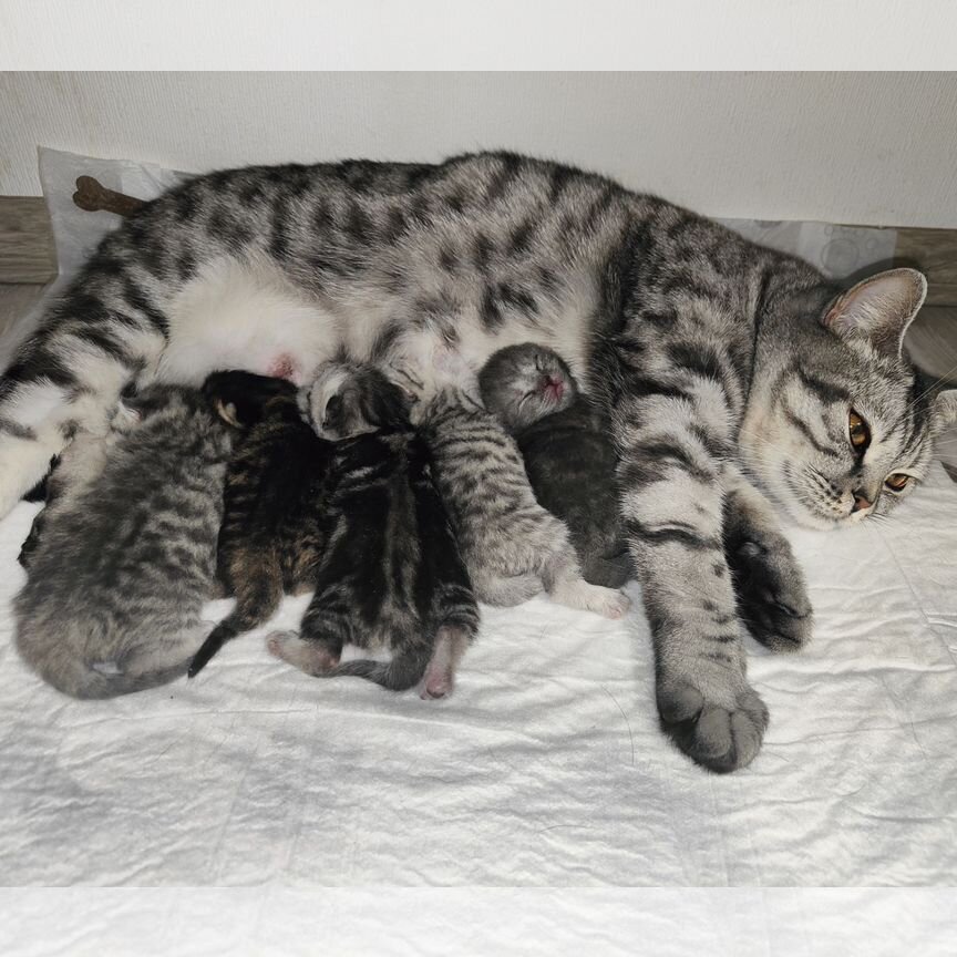 Котятки британские