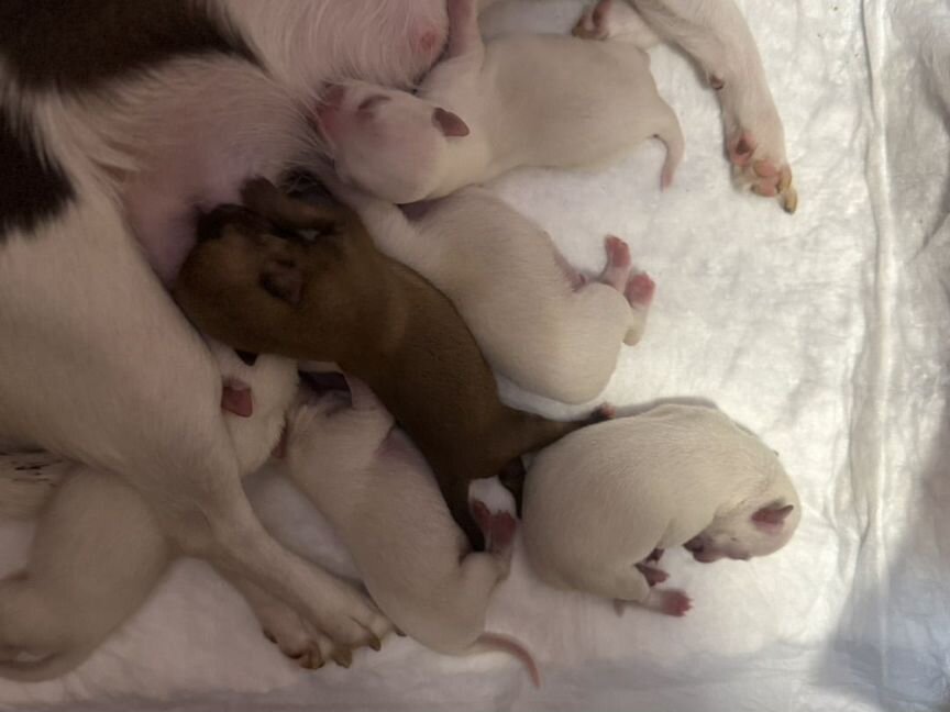 Щенки чихуахуа