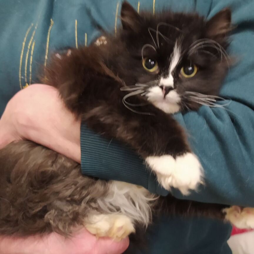 Котёнок в добрые руки