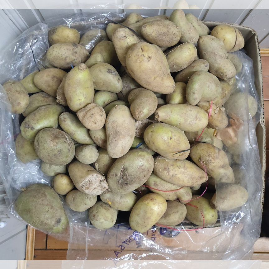 Картофель, морковь, яблоки