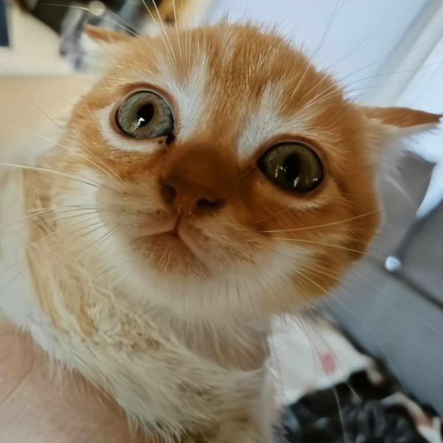 Шотландский вислоухий короткошёрстный котёнок