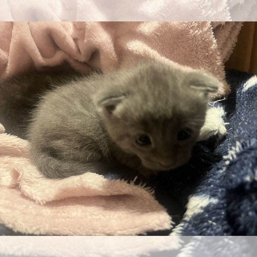 Котёнок в добрые руки