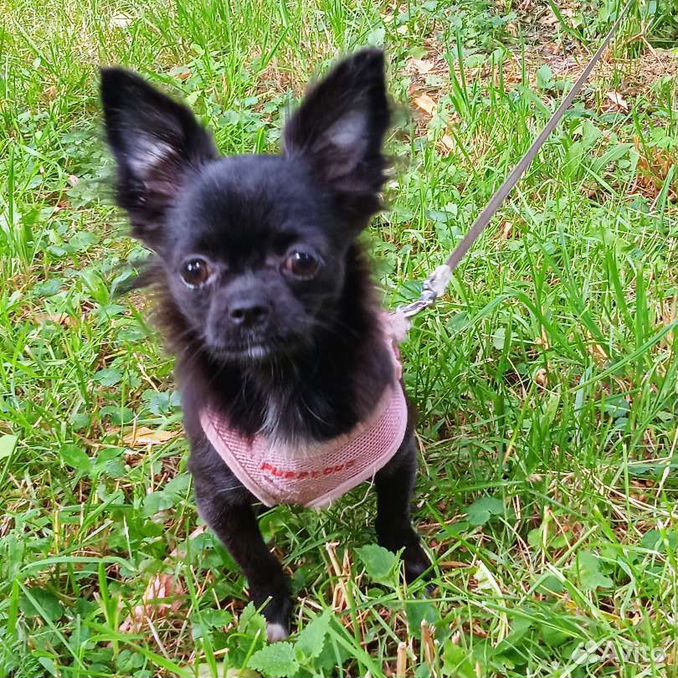 Очаровашка чихуашка