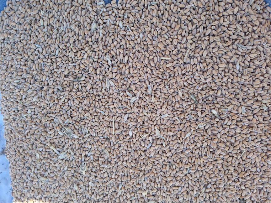 Озимая пшеница, овёс