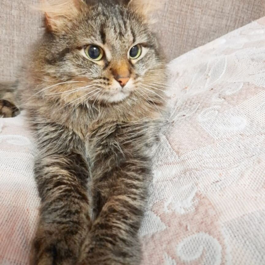 Идеальная кошка