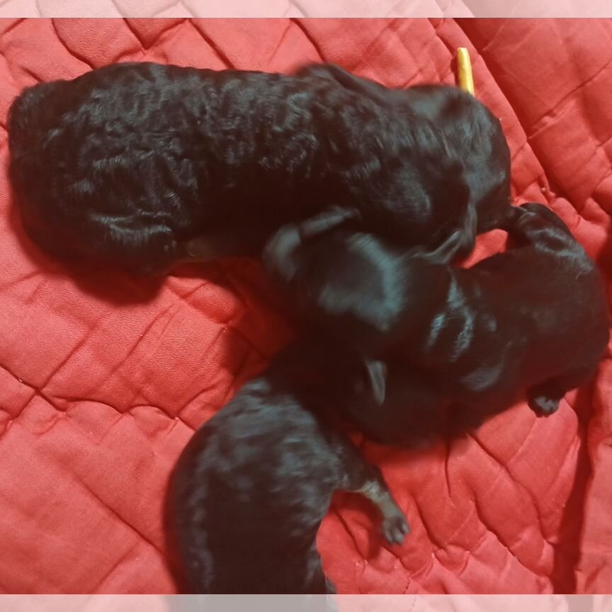 Пудель, щенок