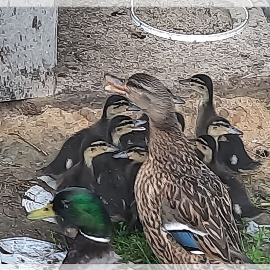 Подсадные утки