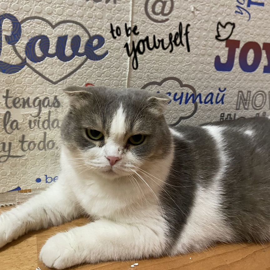 Британская вислоухая кошка