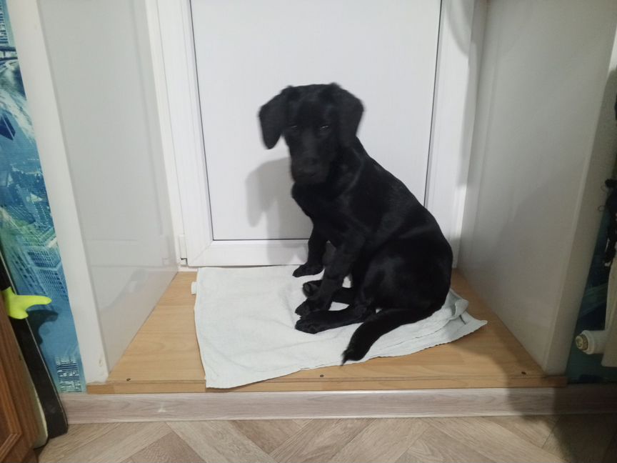 Щенки лабрадора черные