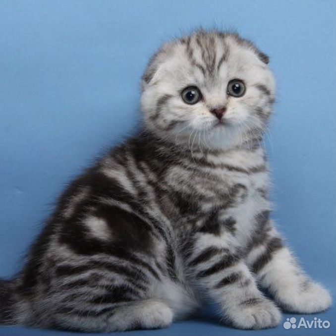 Шотландский вислоухий мраморный котенок