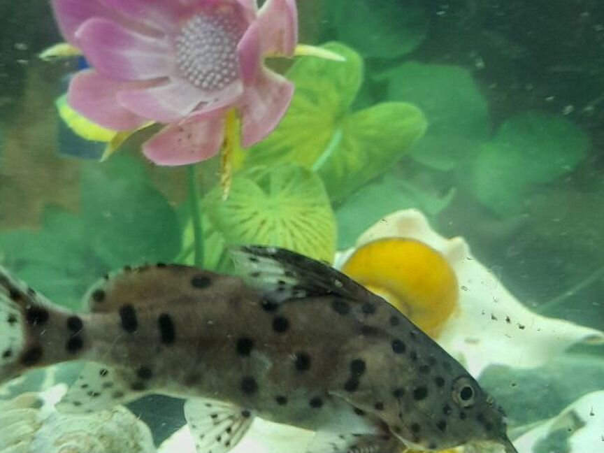 Рыбы сом большой прилипало