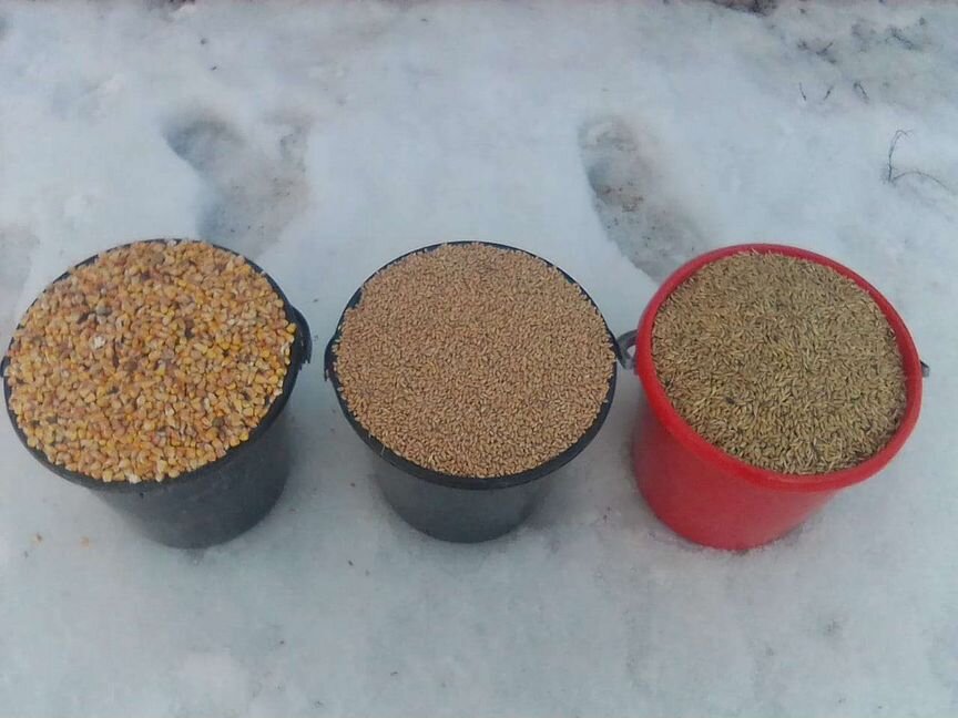 Продаю кукурузу,ячмень,пшеницу