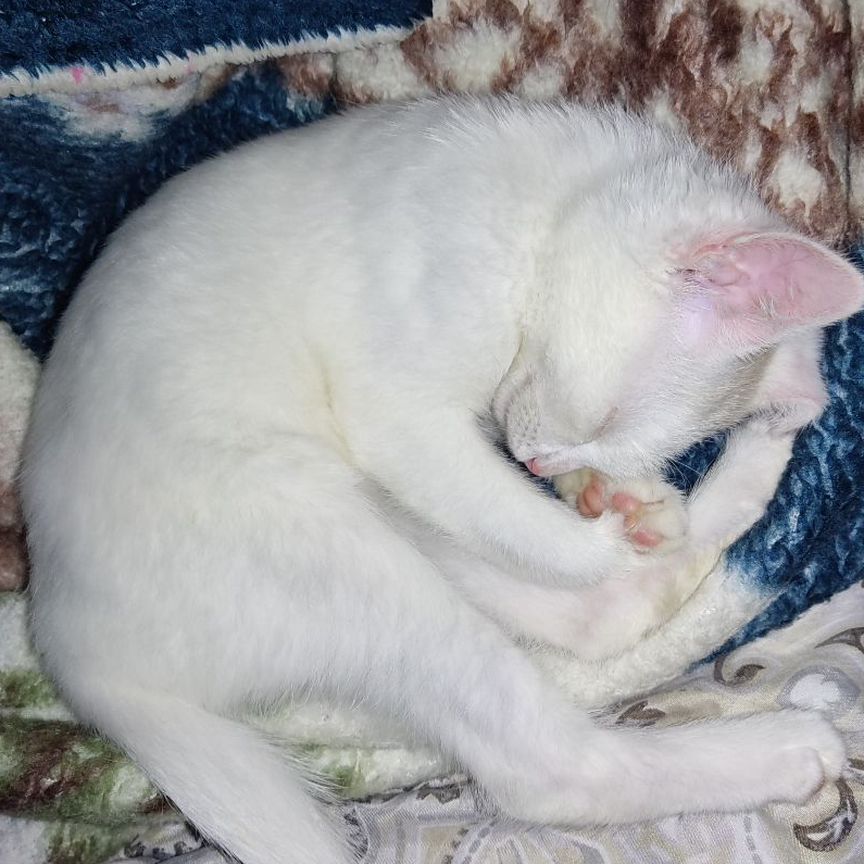 Маленькая кошечка девочка в добрые руки