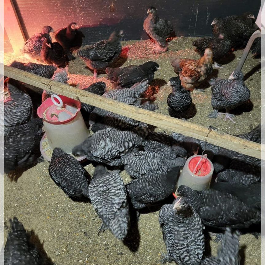 Породные цыплята