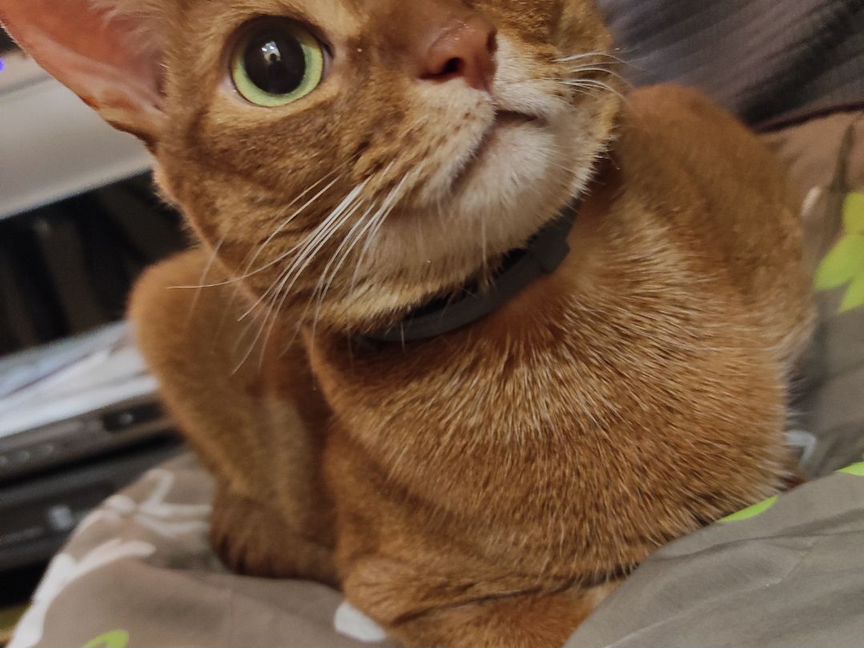 Абиссинская кошка бесплатно