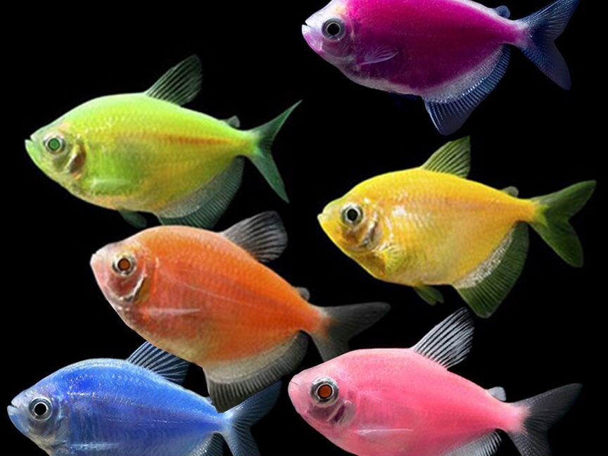 Рыбки тернеции 4 шт, отдам в опытные руки