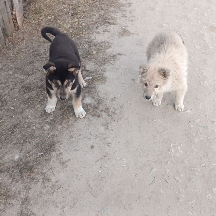 Щенки 2-3 месяца в добрые руки