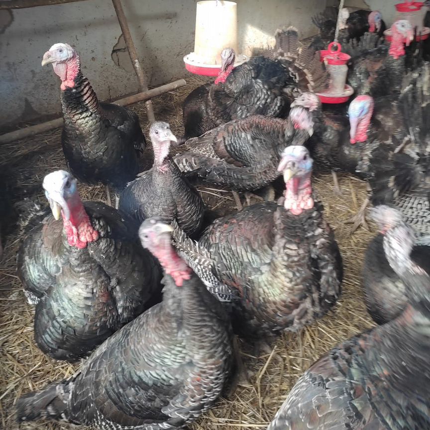 Продажа индюки домашние