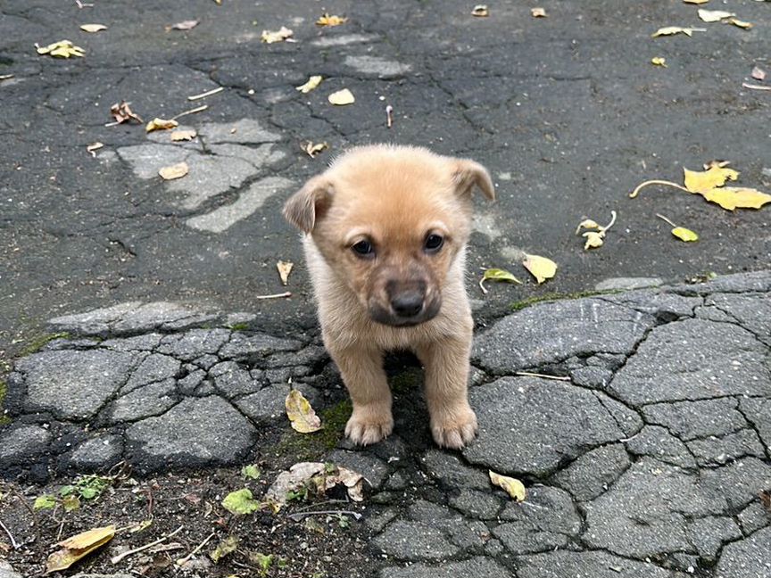 Щенки благородной дворянки