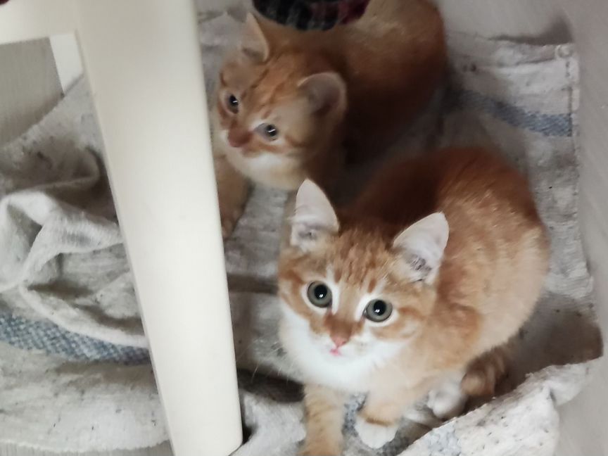 Кошка