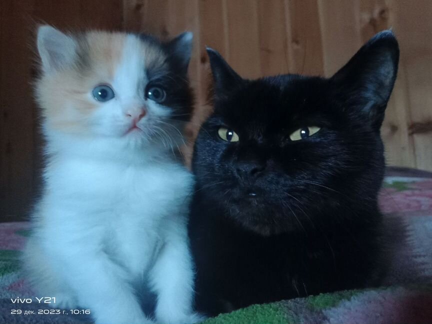 Чудесная кошечка